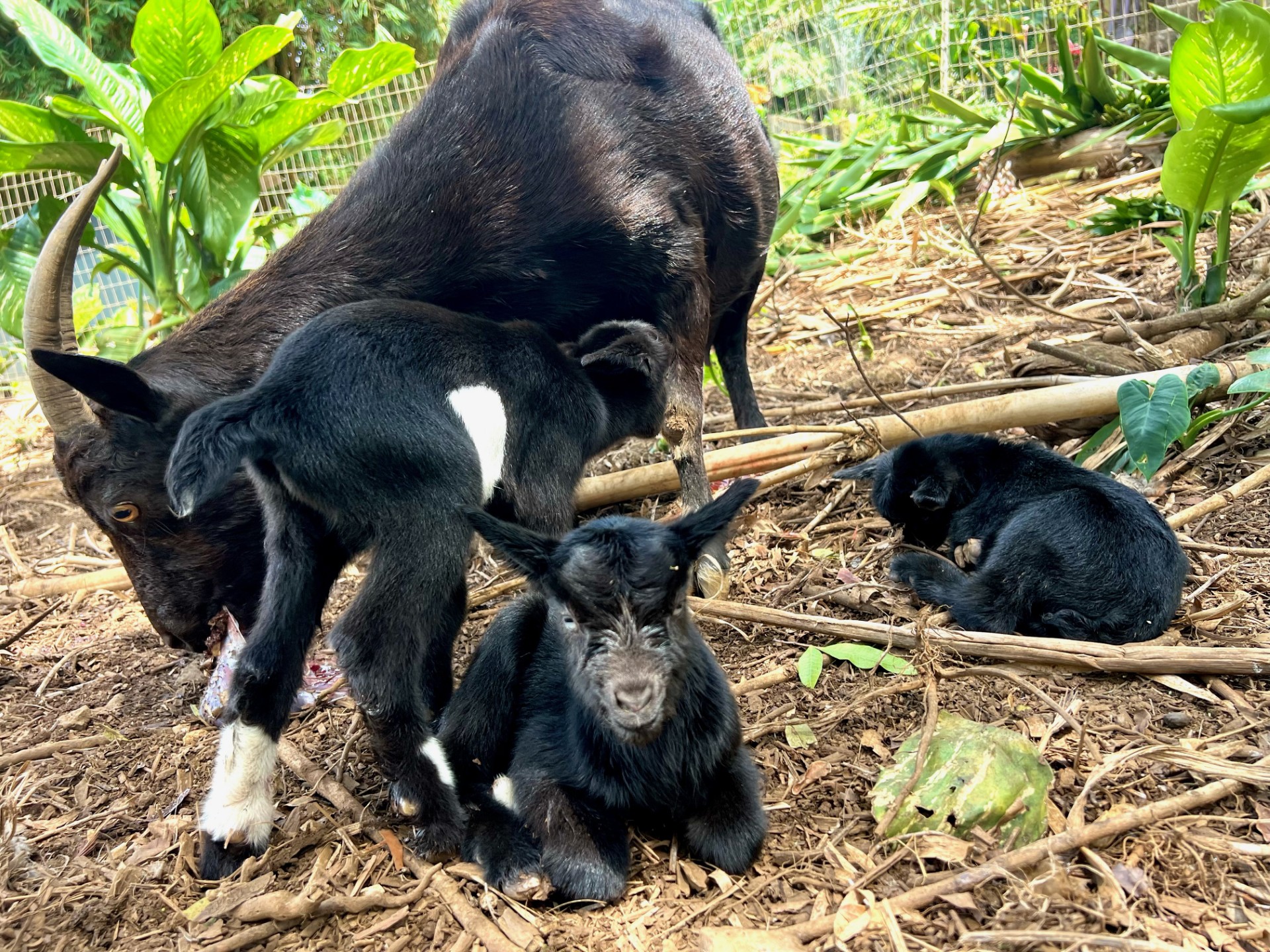 Emily the rescued goat becomes mom to 3 kids | News, Sports, Jobs ...